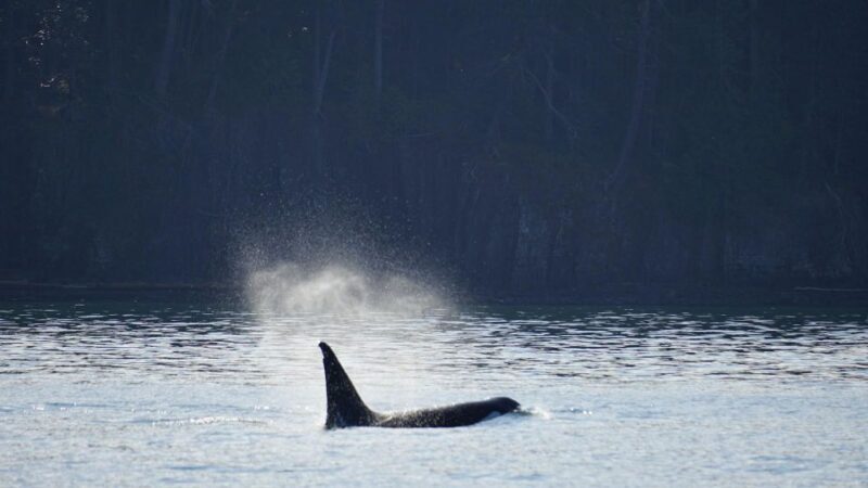 Orcas Island: Orca Whales guaranteed boat tour - An Honest Look at the Orcas Island Whale Watching Tour