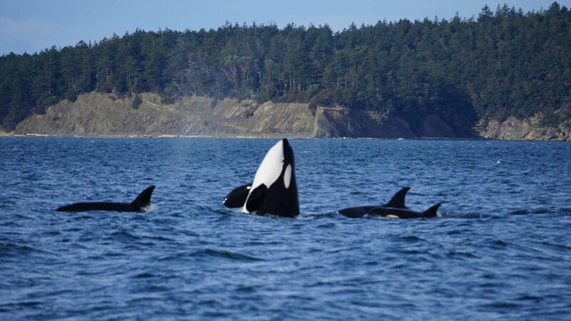 Orcas Island: Orca Whales guaranteed boat tour - What the Tour Includes and How It Works