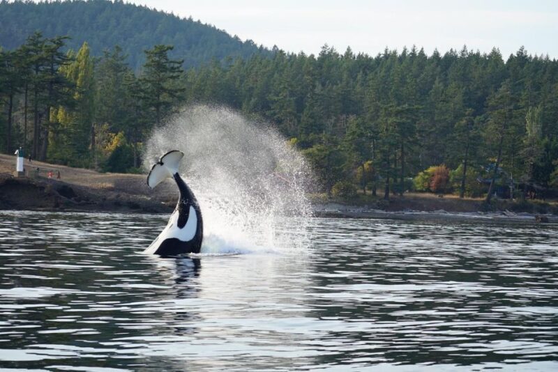 Orcas Island: Orca Whales guaranteed boat tour - Authentic Wildlife Encounters and Practical Tips