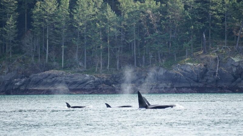 Orcas Island: Orca Whales guaranteed boat tour - The Value for Your Money
