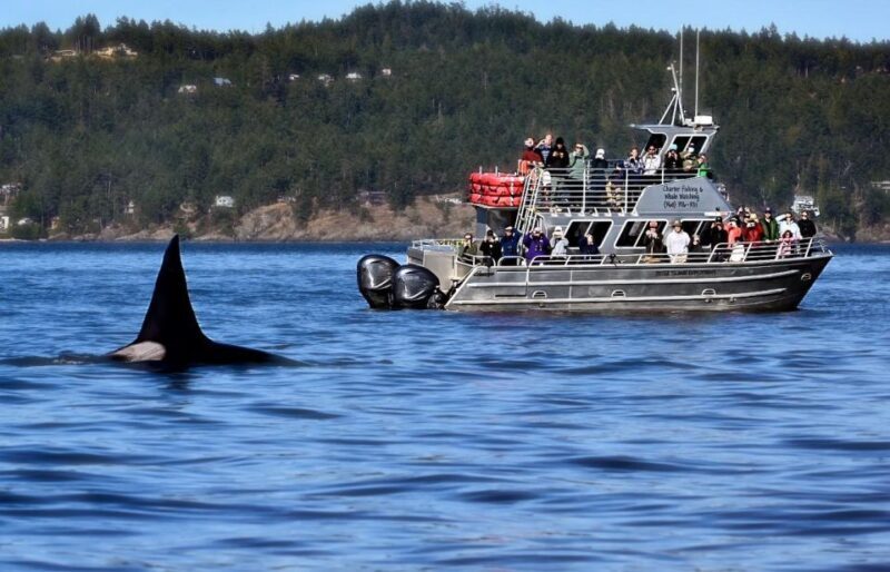Orcas Island: Orca Whales guaranteed boat tour - Who Should Consider This Tour?