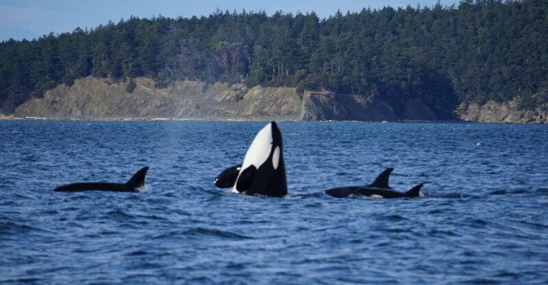 Orcas Island: Orca Whales guaranteed boat tour - Frequently Asked Questions