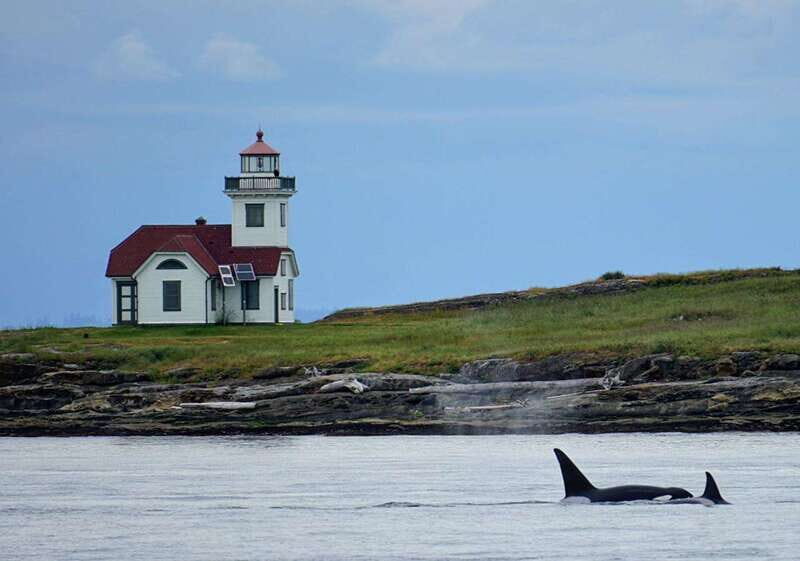 Orcas Island: Whale and Orca Guided Speedboat Tour - An In-Depth Look at the Whale-Watching Experience