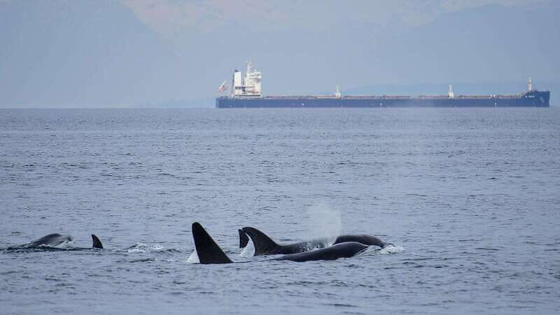 Orcas Island: Whale and Orca Guided Speedboat Tour - FAQ