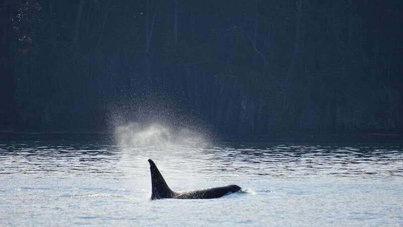Orcas Island: Whale and Orca Guided Speedboat Tour - Overview of the Experience