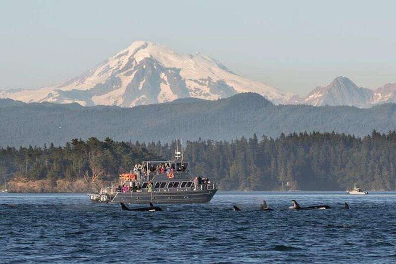 Orcas Island: Whale and Orca Guided Speedboat Tour - Comfort and Logistics