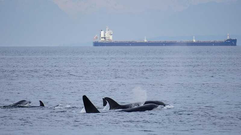 Orcas Island: Whale and Orca Guided Speedboat Tour - The Itinerary Breakdown
