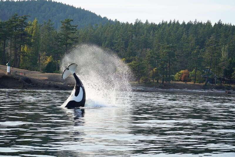Orcas Island: Whale and Orca Guided Speedboat Tour - Frequently Asked Questions