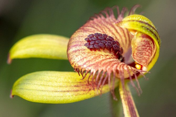Orchids and Wildflowers Photographic Day tour from Perth - Exploring Orchids and Wildflowers Photographic Day Tour from Perth