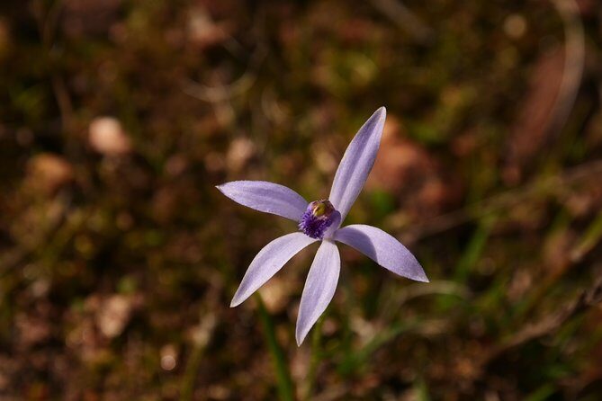 Orchids and Wildflowers Photographic Day tour from Perth - Key Points