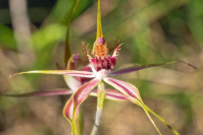 Orchids and Wildflowers Photographic Day tour from Perth - Price Analysis and Value