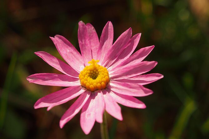 Orchids and Wildflowers Photographic Day tour from Perth - Who Is This Tour Best For?