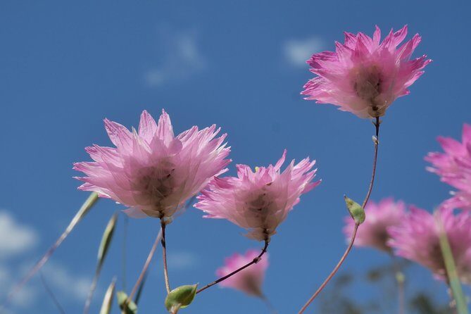 Orchids and Wildflowers Photographic Day tour from Perth - FAQ