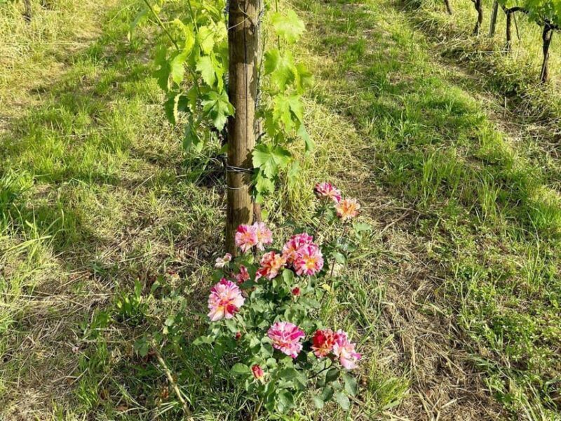 Organic and Biodynamic Winery Tour and Tasting in Lucca - Exploring the Production Areas