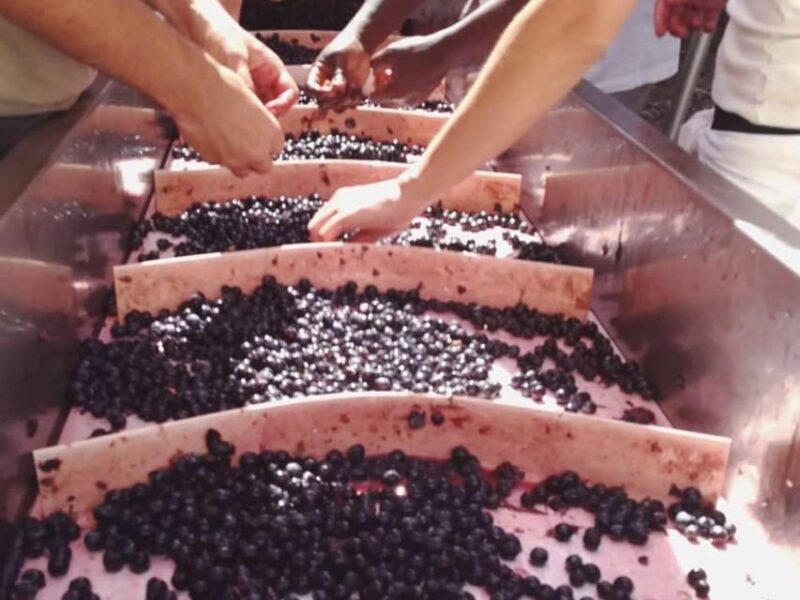 Organic and Biodynamic Winery Tour and Tasting in Lucca - Tasting: Five Wines, Rich Flavors
