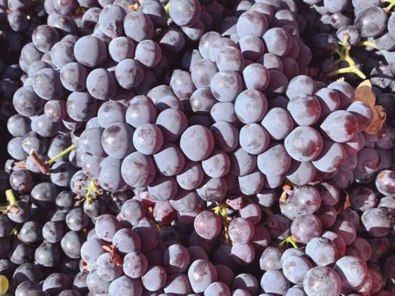 Organic and Biodynamic Winery Tour and Tasting in Lucca - Practical Details and Value