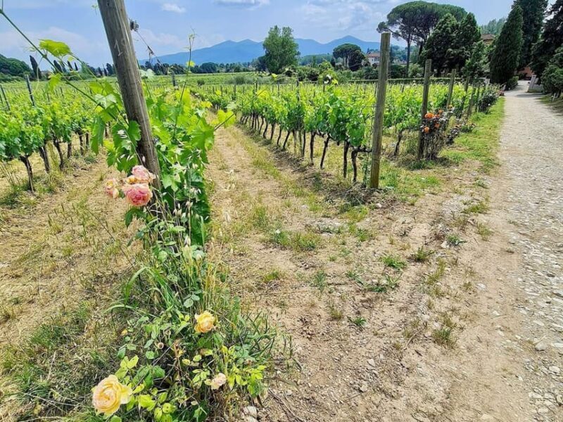 Organic and Biodynamic Winery Tour and Tasting in Lucca - Who Will Love This Tour?