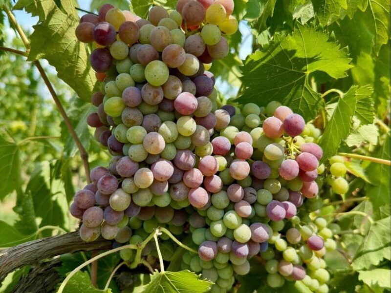 Organic and Biodynamic Winery Tour and Tasting in Lucca - Frequently Asked Questions