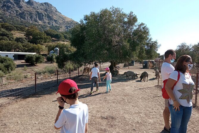 Organic Iberian Ham, farm visit and premium tasting! - A Detailed Look at the Organic Iberian Ham and Farm Tour