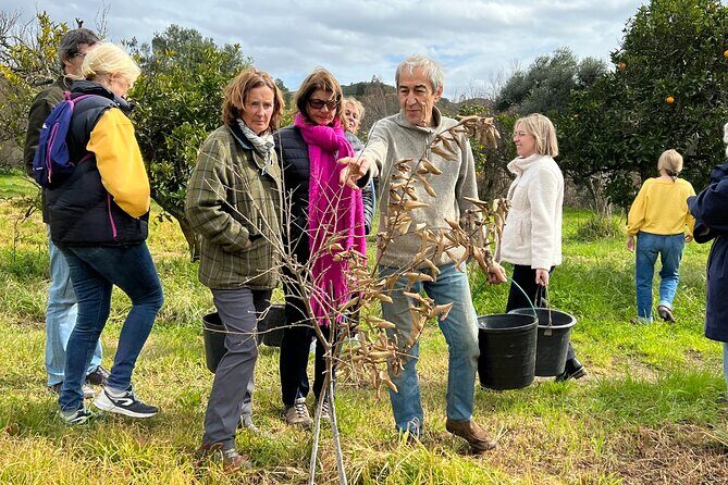 Organic Orange Picking & Jam Making with Farm-to-Table Lunch - A Taste of the Algarve Countryside
