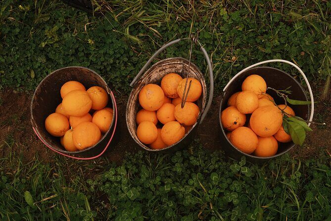 Organic Orange Picking & Jam Making with Farm-to-Table Lunch - Itinerary Breakdown: What to Expect