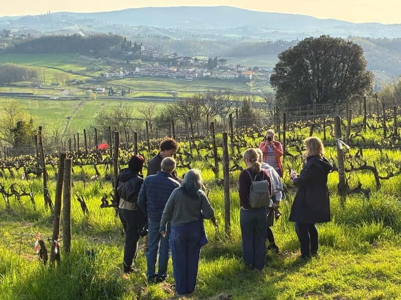 Organic Wine and Food Tasting at Historic Fattoria Majnoni - Authentic Experiences that Matter