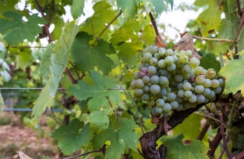 Organic Wine and Olive Oil Tasting Experience near Lecce - The Practical Side: Logistics and Value