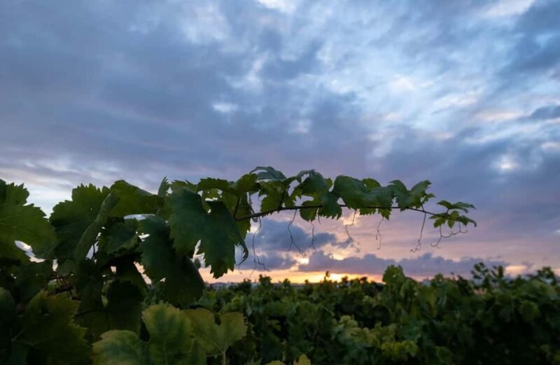 Organic Wine and Olive Oil Tasting Experience near Lecce - Frequently Asked Questions
