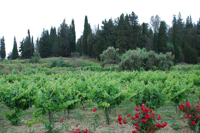 Organic Wine Tasting in Kefalonia - An Authentic Kefalonian Wine Experience in a Compact Time Frame