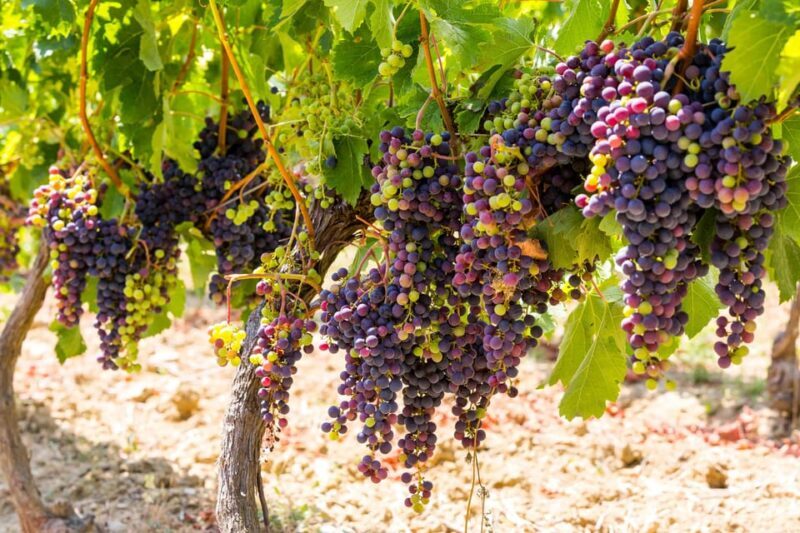 Organic Wine Tasting with Saint paul Half Day Tour from Nice - Key Points