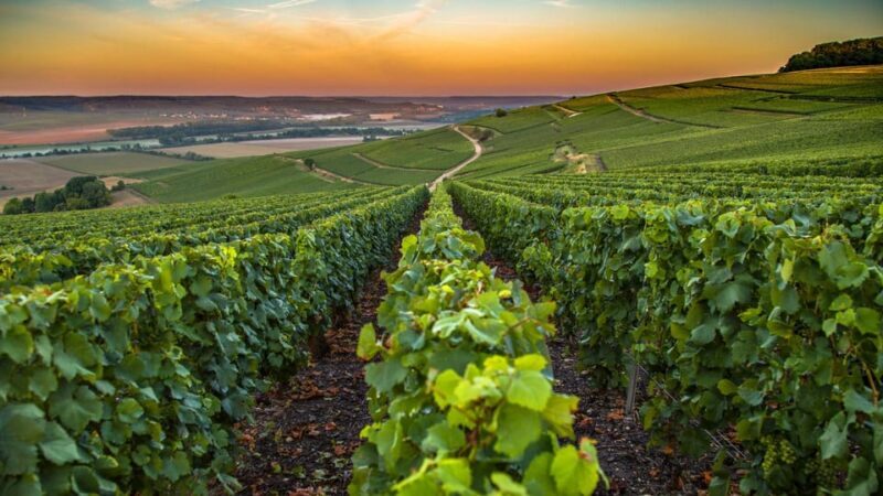 Organic Wine Tasting with Saint paul Half Day Tour from Nice - The Itinerary in Detail