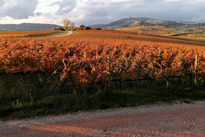 Organic Winery tour with Full Lunch from Assisi - Practical Details