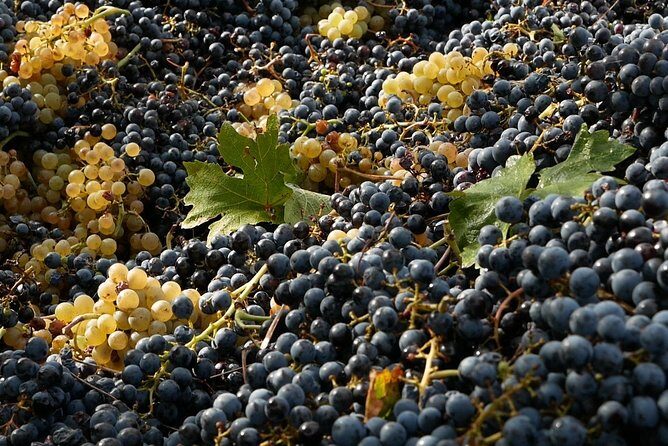Organic Winery tour with Full Lunch from Assisi - Who Should Consider This Tour?
