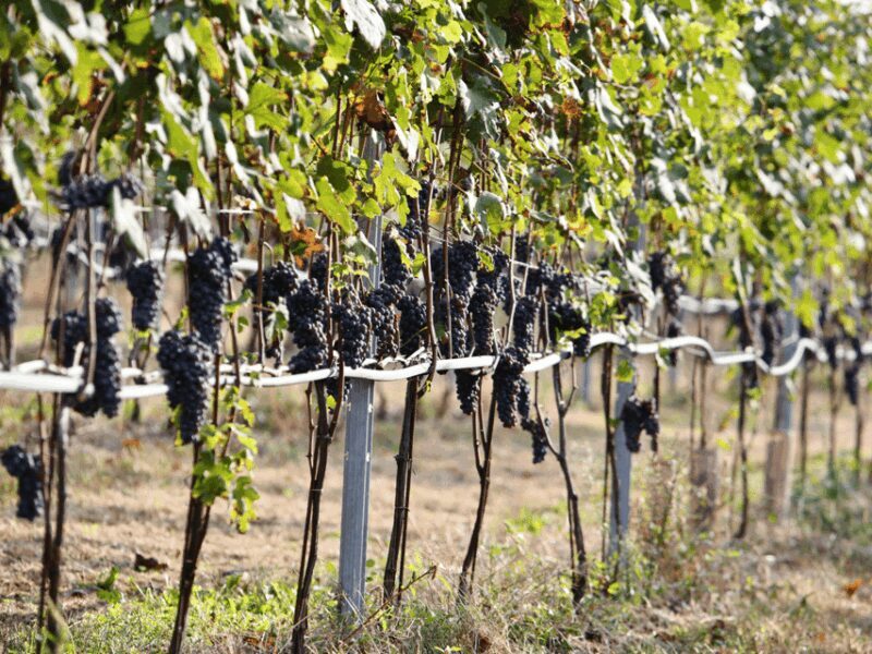 Organic Winery Visit near Turin with Wine & Food Tasting - An In-Depth Look at the Winery Experience