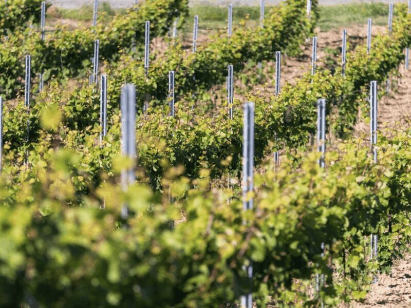 Organic Winery Visit & Wine Tasting with Food in Pavia - An In-Depth Look at What You Can Expect