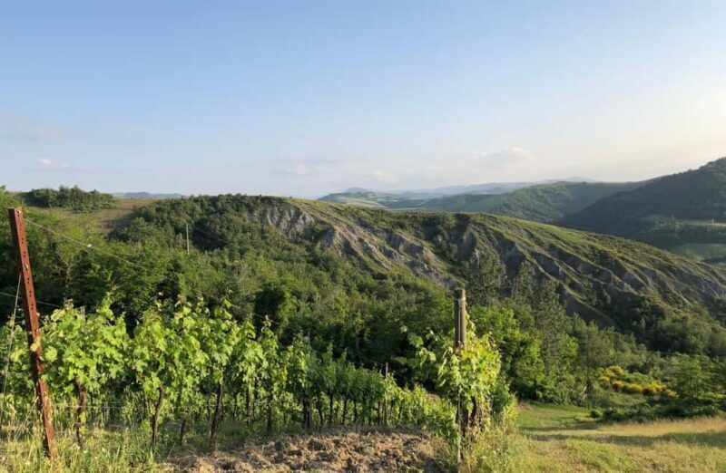 Organic Winery Visit with Wine & Food Tasting in Bologna - Key Points