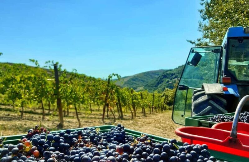 Organic Winery Visit with Wine & Food Tasting in Bologna - Summary: Is It Worth It?