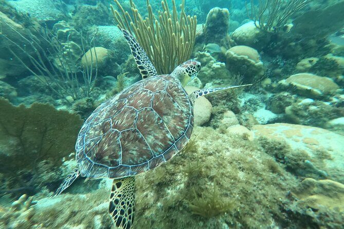 Original Snorkel and Sandbar Combo in Islamorada - Final Thoughts: Is This Tour Worth It?