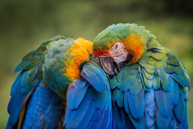 Original Tropical Rainforest and Beach Adventure - Cancellation Policy and Planning