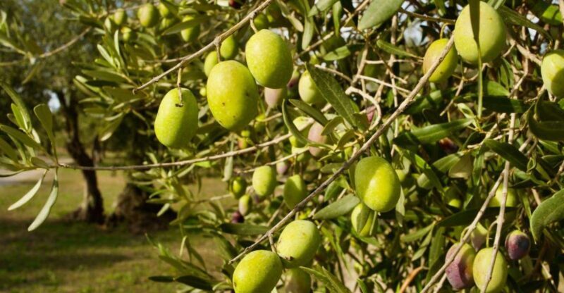Oristano: Olive Tree Grove Guided Visit with Tasting - Discover Sardinia’s Olive Heritage: An In-Depth Look at the Oristano Guided Tour