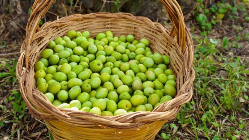 Oristano: Olive Tree Grove Guided Visit with Tasting - The Scenic and Cultural Value of the Estate