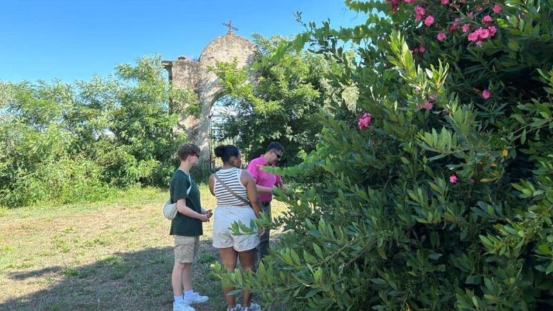 Oristano: Olive Tree Grove Guided Visit with Tasting - Practical Details and How to Get the Most Out of Your Visit