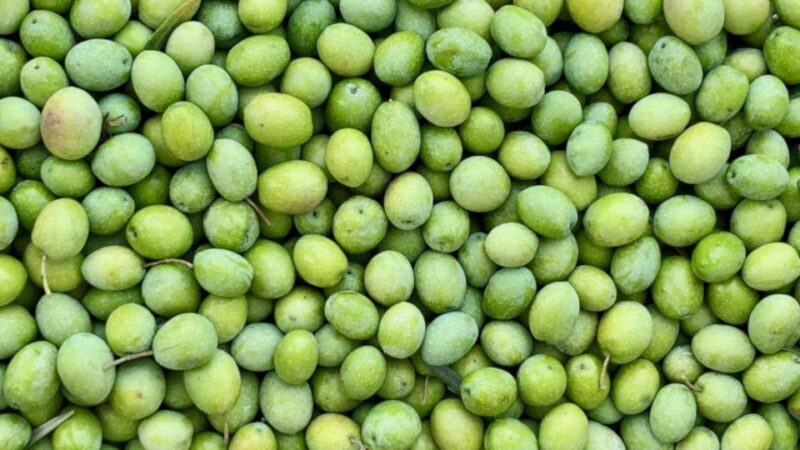 Oristano: Olive Tree Grove Guided Visit with Tasting - Why This Tour Makes a Difference for Travelers