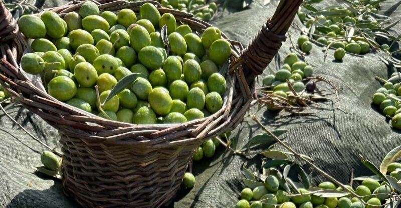 Oristano: visit a farm with oil tasting - In-Depth Look at the Olive Oil Farm Tour