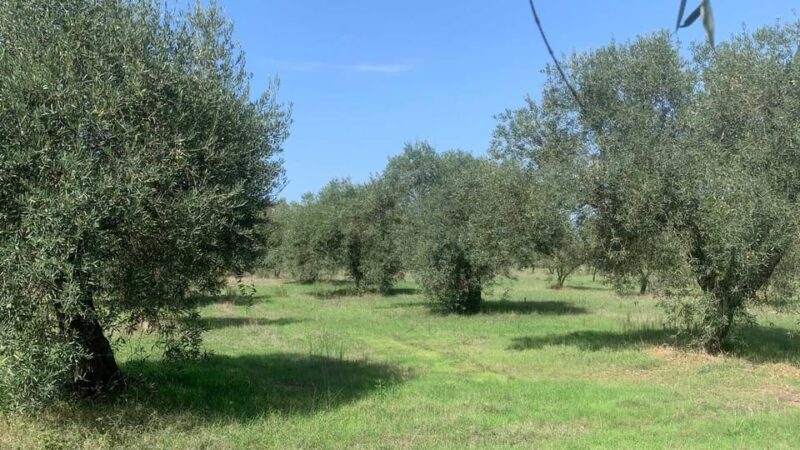 Oristano: visit a farm with oil tasting - Final Thoughts