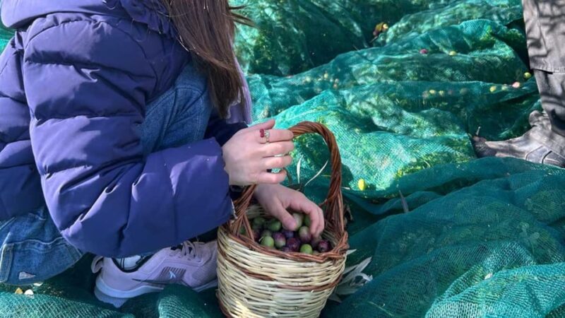 Oristano: visit a farm with oil tasting - FAQs