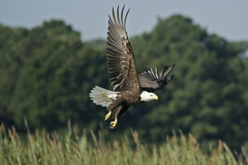 Orlando: Airboat Safari with Transportation - What to Expect from Your Orlando Airboat Safari