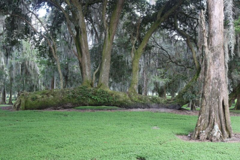 Orlando: Airboat Safari with Transportation - Who Should Book This Tour