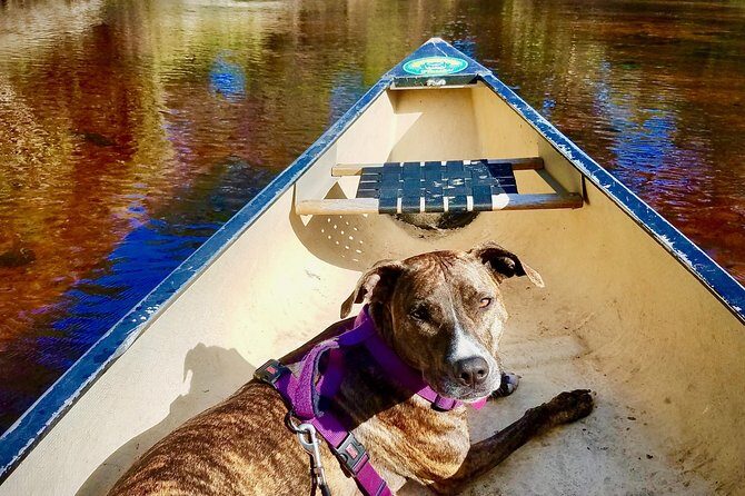 Orlando Alligator Experience - An In-Depth Look at the Experience