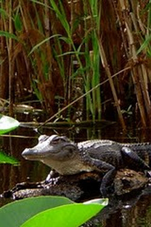Orlando Alligator Experience: Day-Trip From Orlando - Introduction